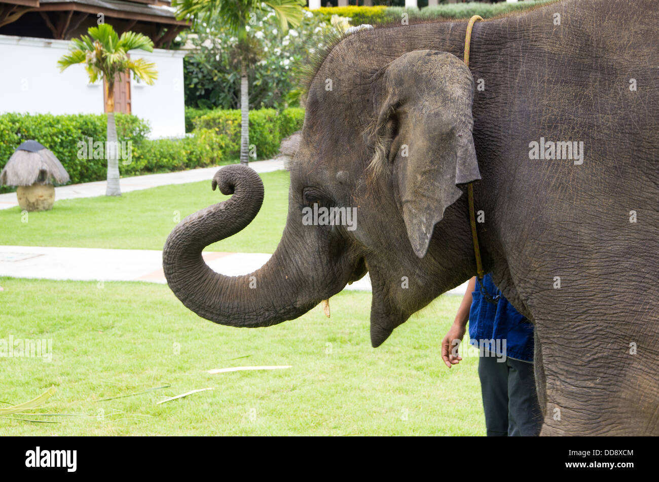 Big asian animal hi-res stock photography and images - Alamy