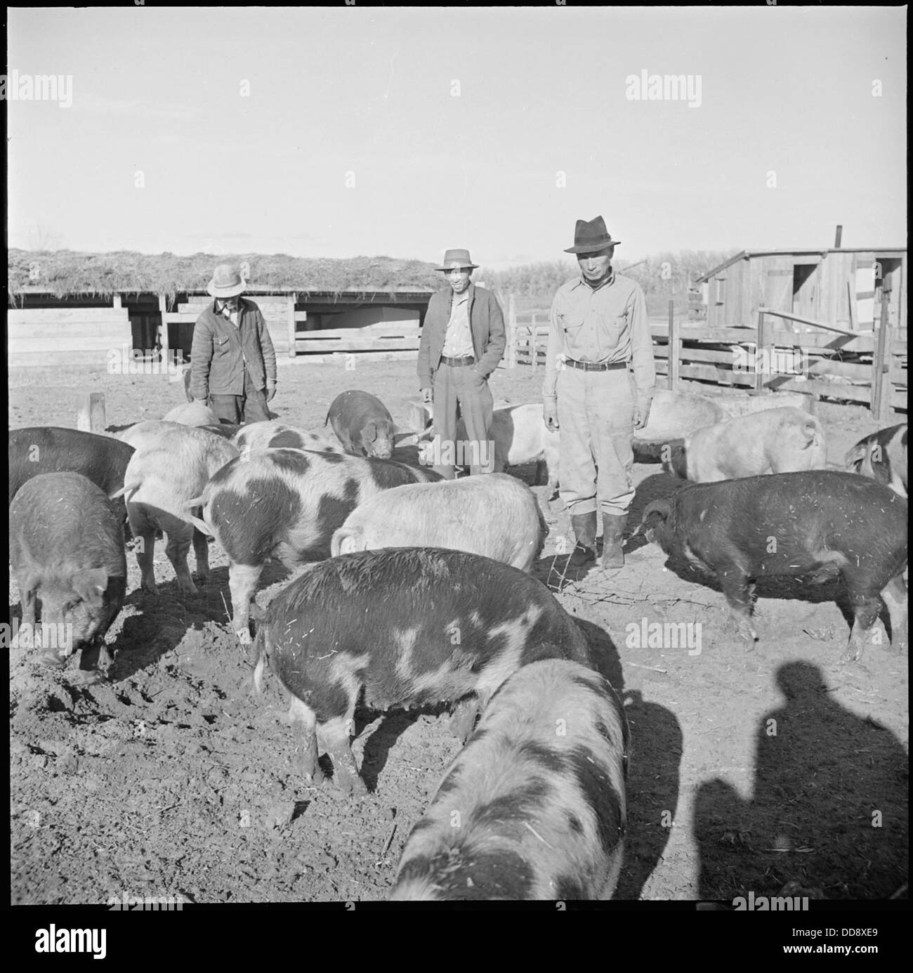 Hog farm hi-res stock photography and images - Alamy
