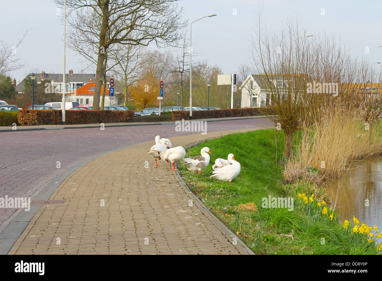 Geese on the waterfront in the Dutch town of Gorinchem. The Netherlands ...