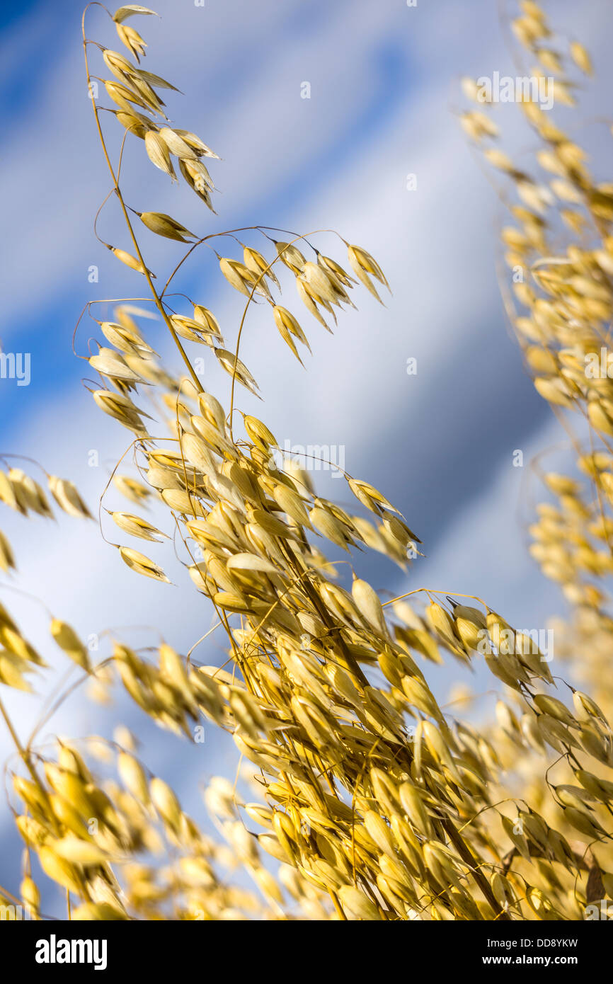 Growing oats hi-res stock photography and images - Alamy