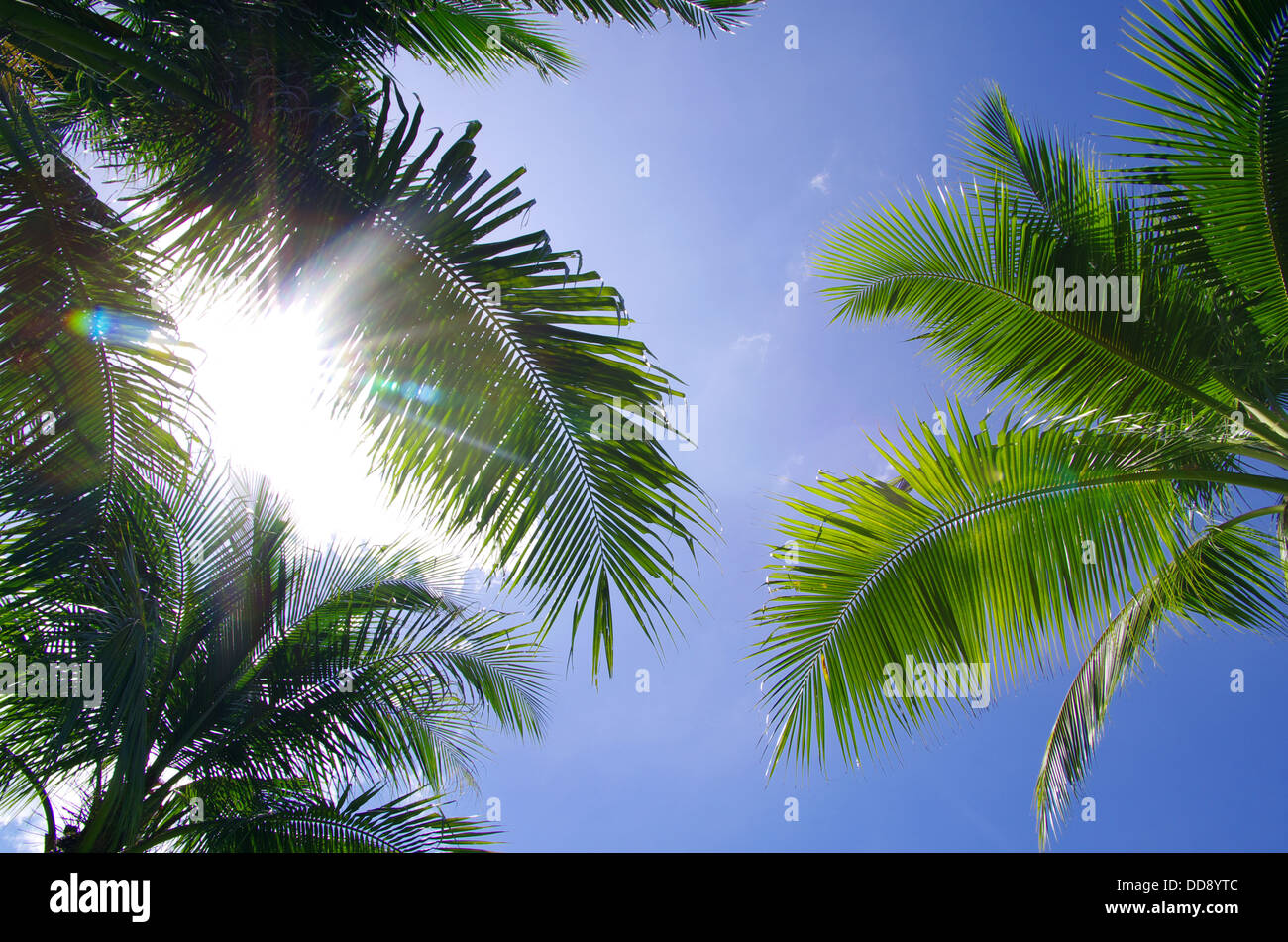 palm background Stock Photo - Alamy