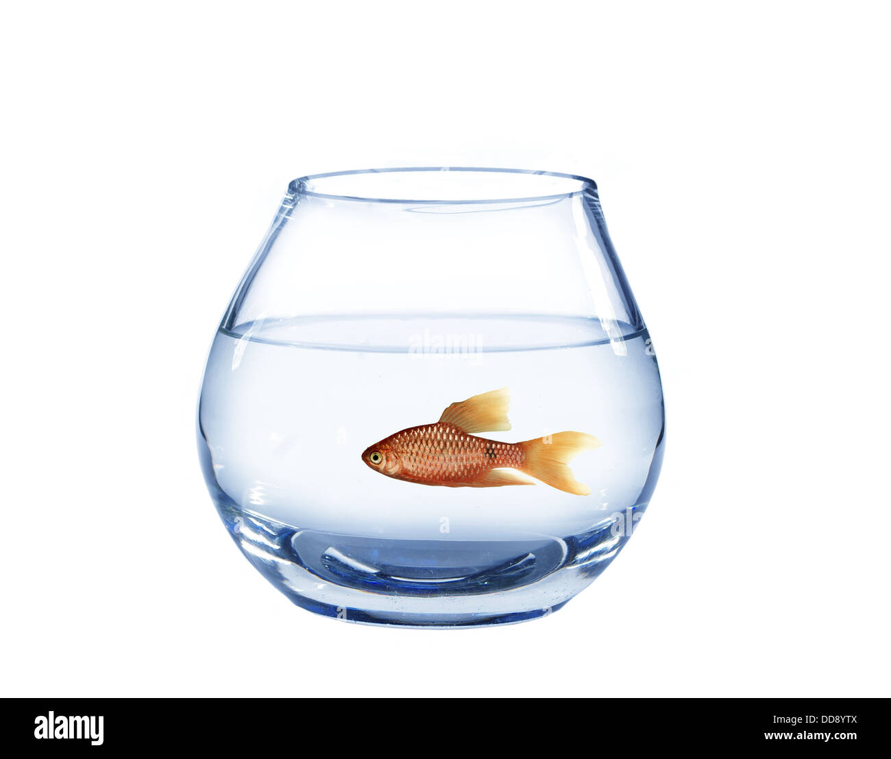 fish in aquarium on white background Stock Photo - Alamy