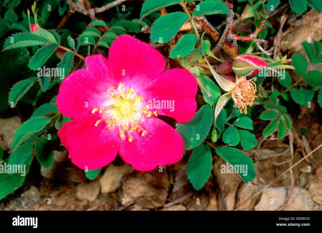 Alpine Rose (rosa Pendulina) Stock Photos & Alpine Rose (rosa Pendulina ...