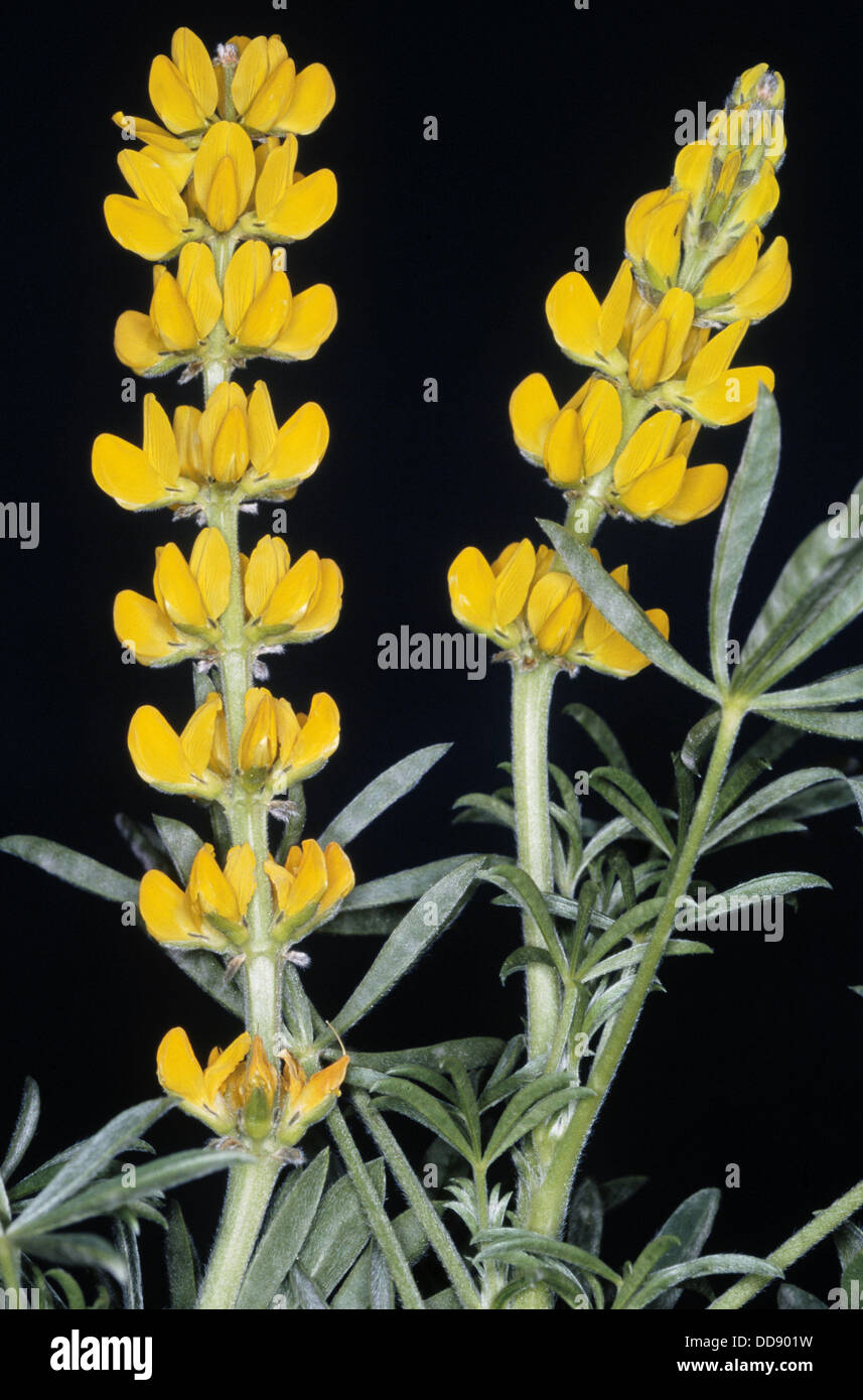 Lupinus Luteus High Resolution Stock Photography and Images - Alamy