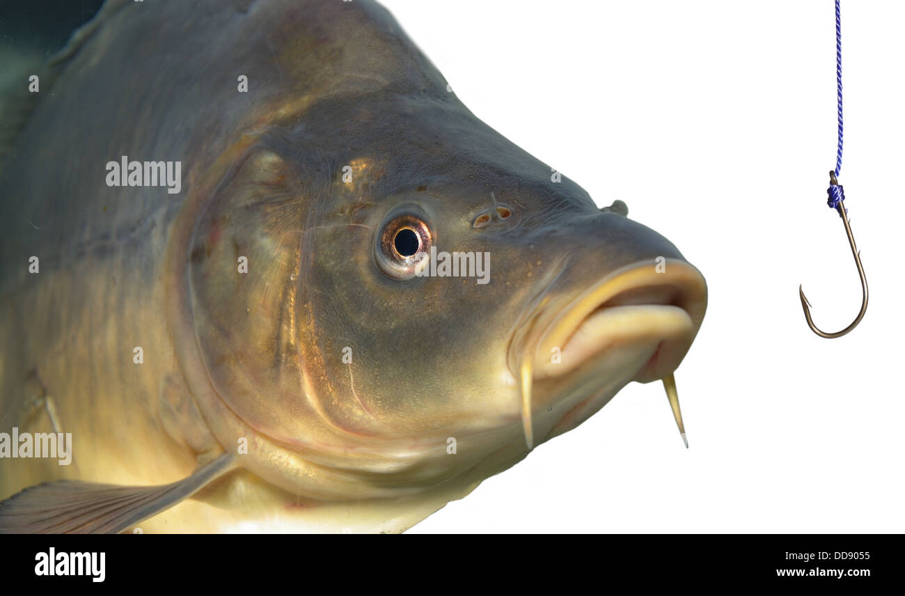 Lively fish hi-res stock photography and images - Alamy