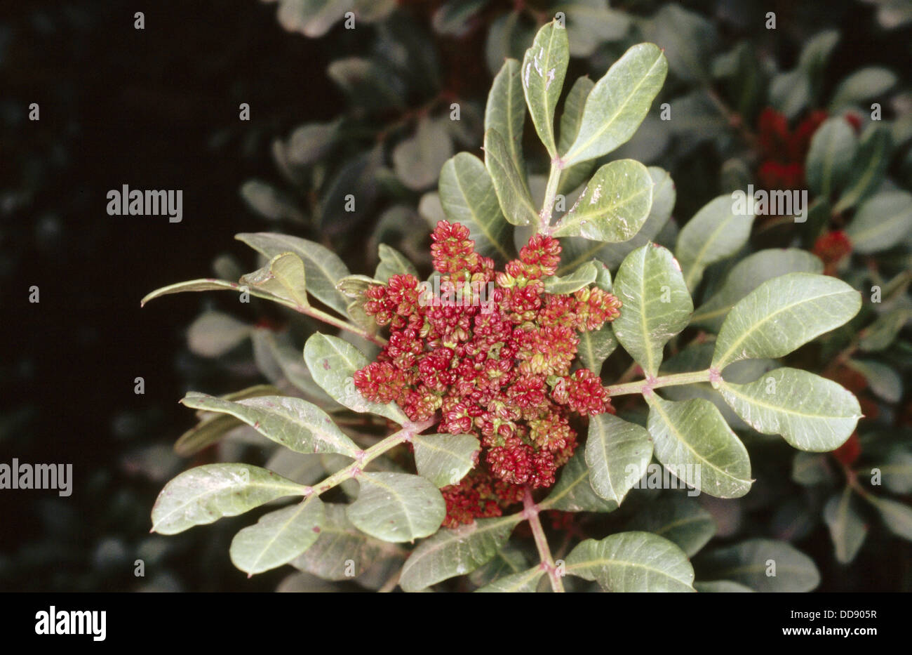 Mastic pistacia lentiscus hi-res stock photography and images - Alamy