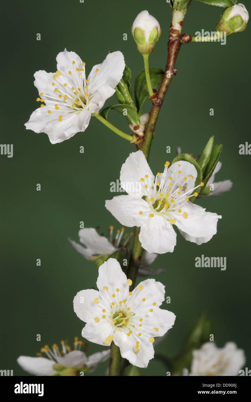 Wild Plum (Prunus domestica) flowers Stock Photo - Alamy