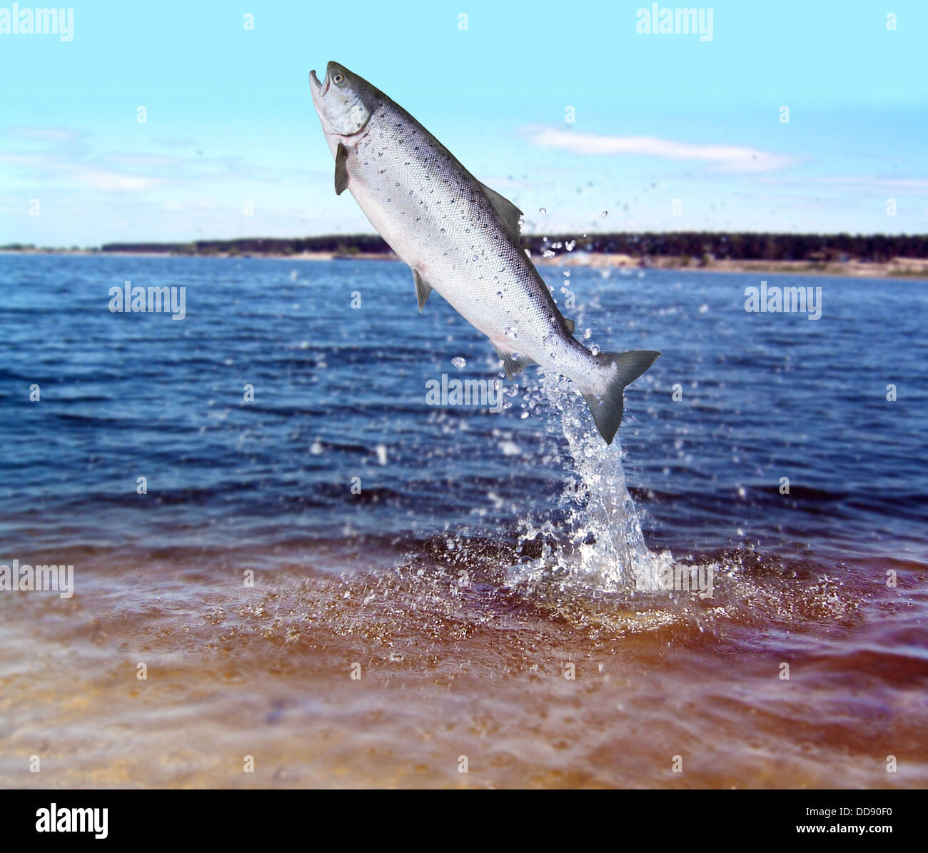 Chinook salmon jumping hi-res stock photography and images - Alamy