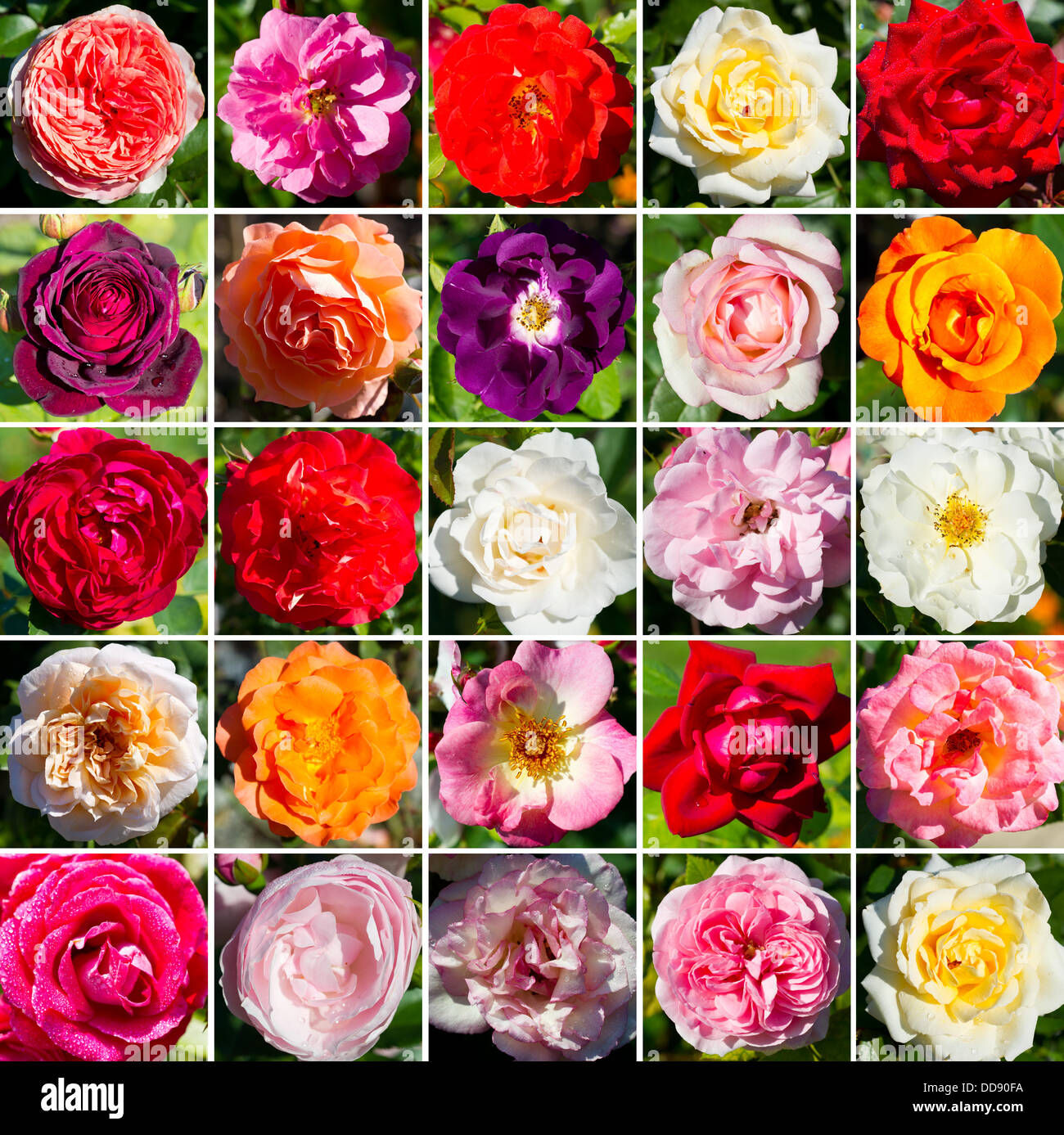 COMBO - A 25-part composite photo shows rose blossoms of the East ...