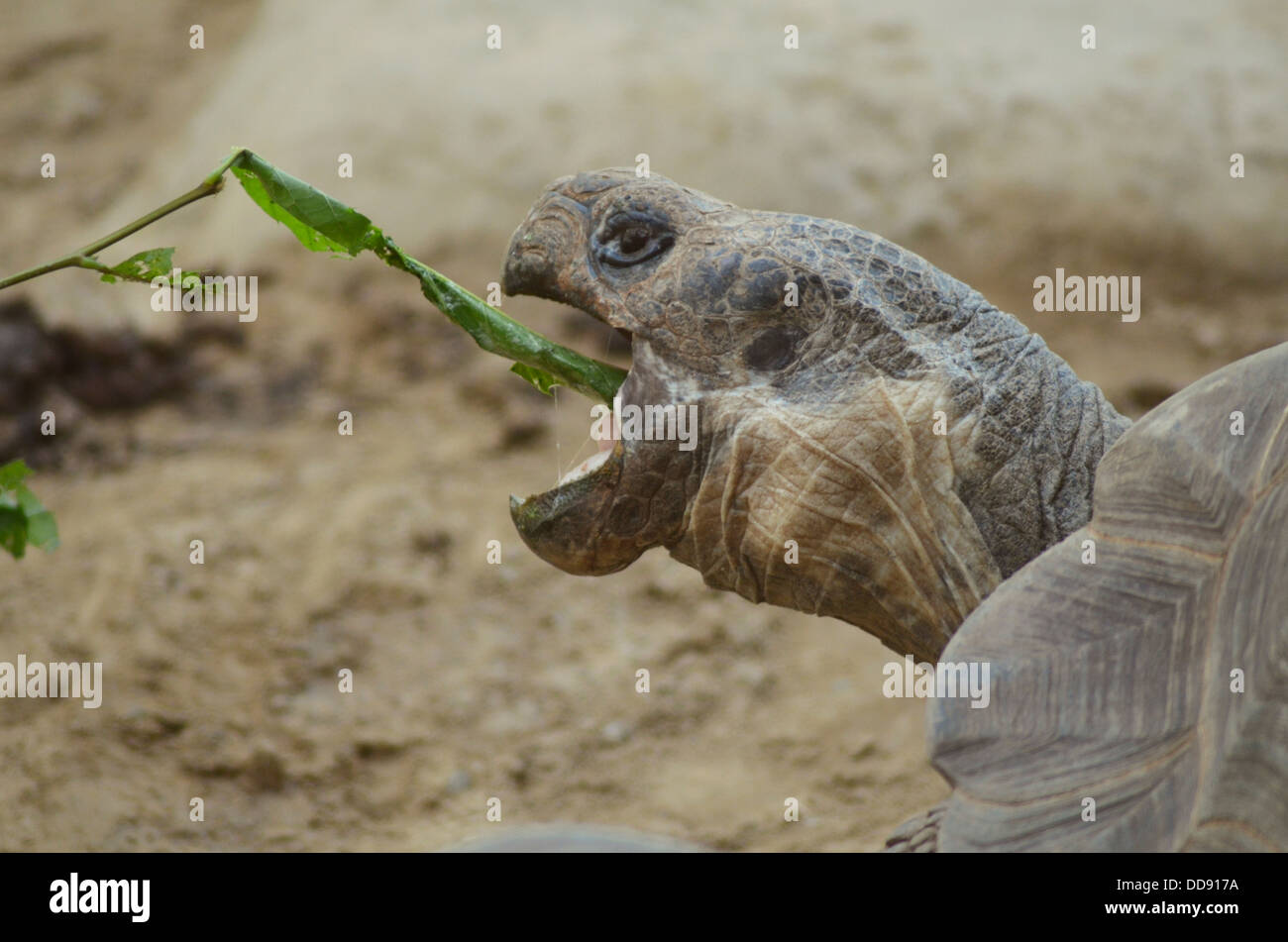 Galápagos tortoise eating a leaf Stock Photo - Alamy
