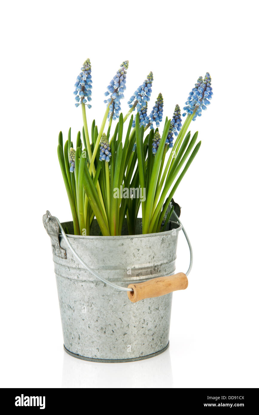 Bucket Blue Grape hyacinths Stock Photo - Alamy