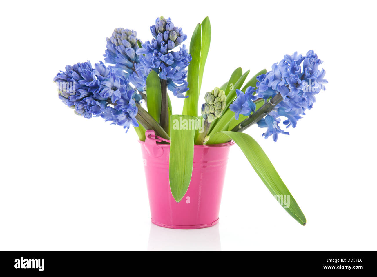 Blue Hyacinths in pink bucket Stock Photo - Alamy