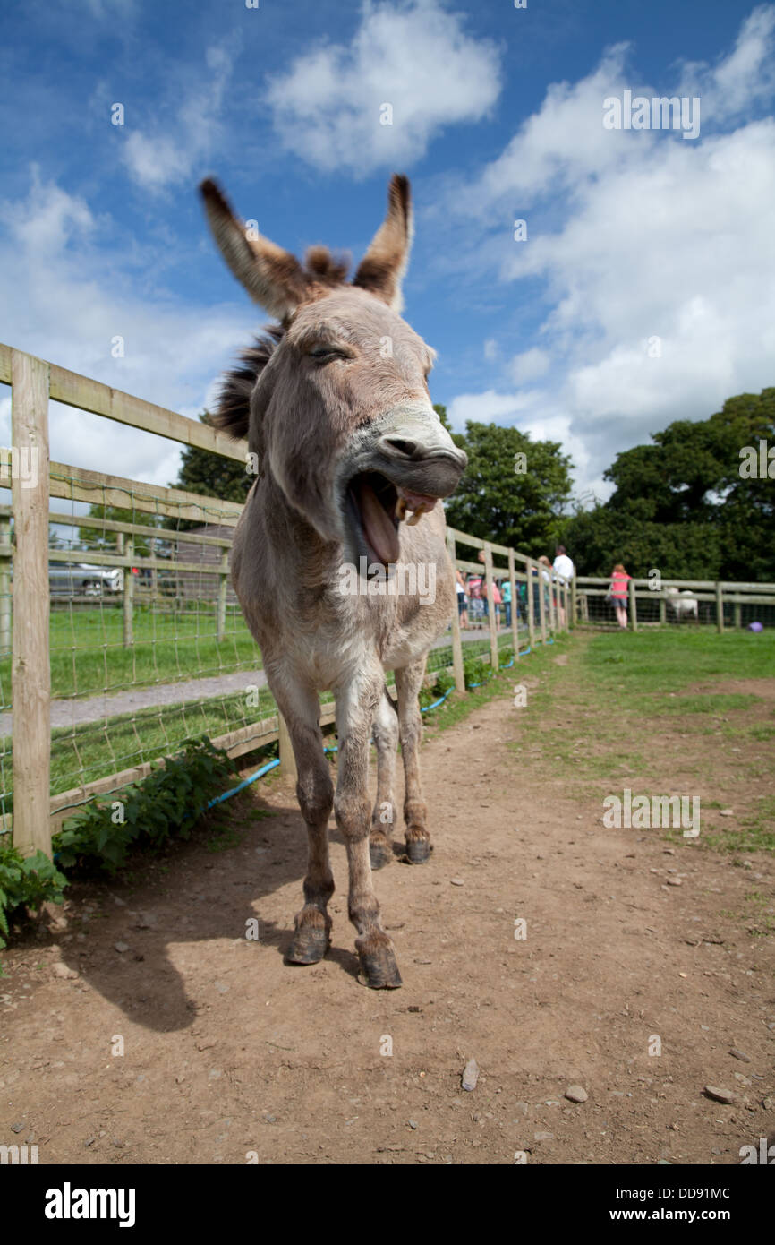 A donkey / mule with one tooth neighing and opening his mouth wide and ...