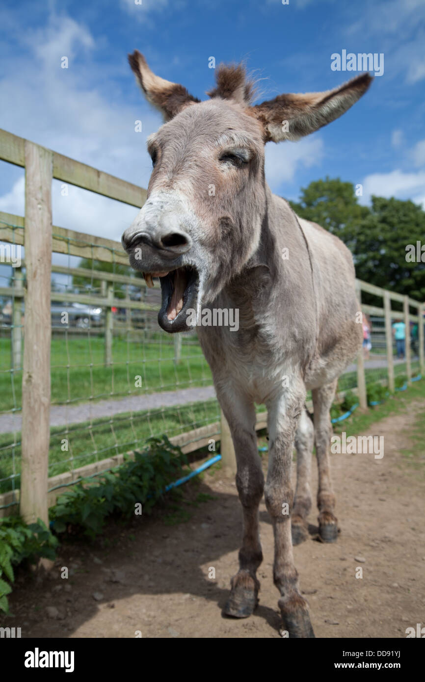 A donkey / mule with one tooth neighing and opening his mouth wide and ...
