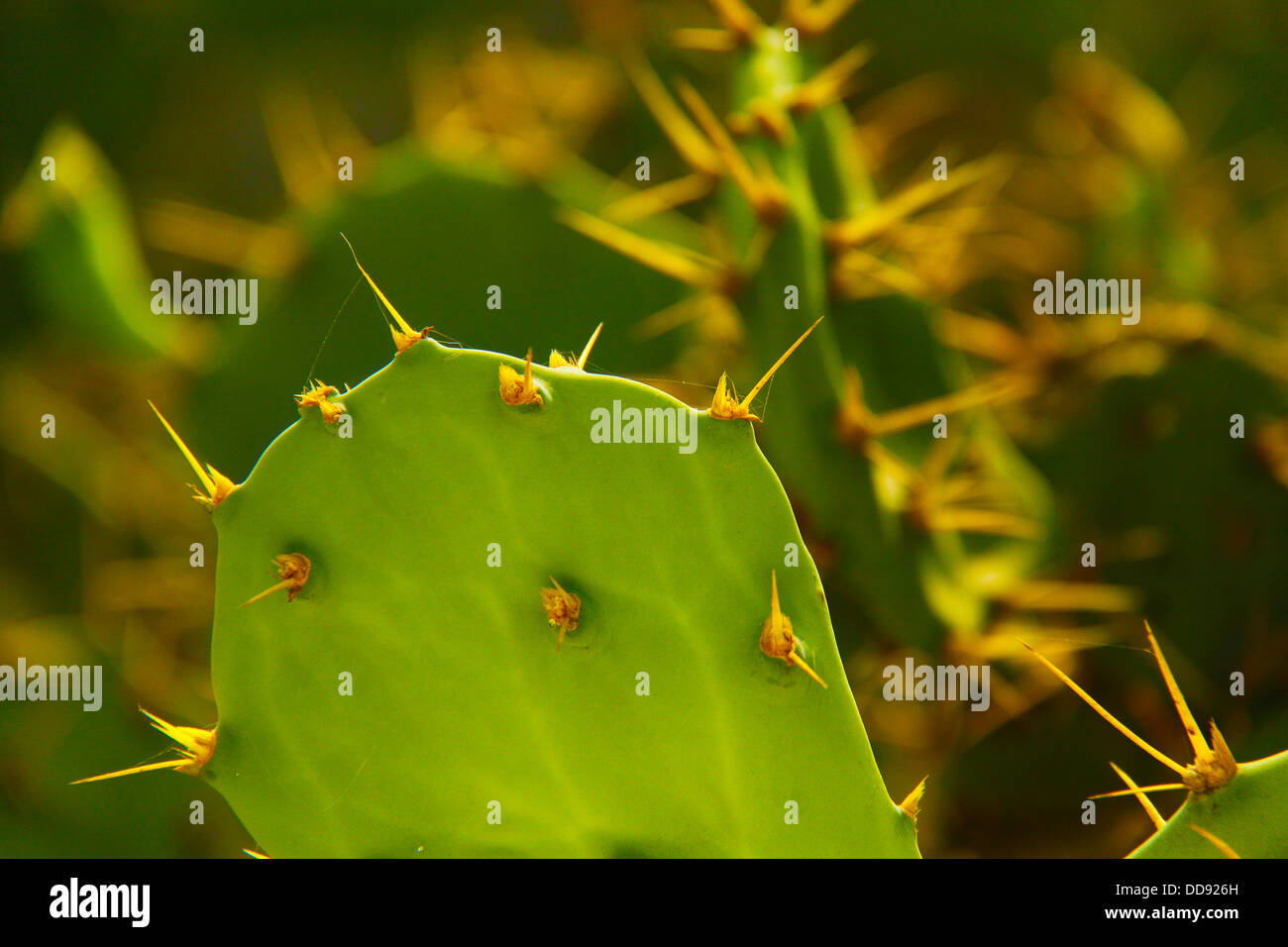 Creative cactus hi-res stock photography and images - Alamy