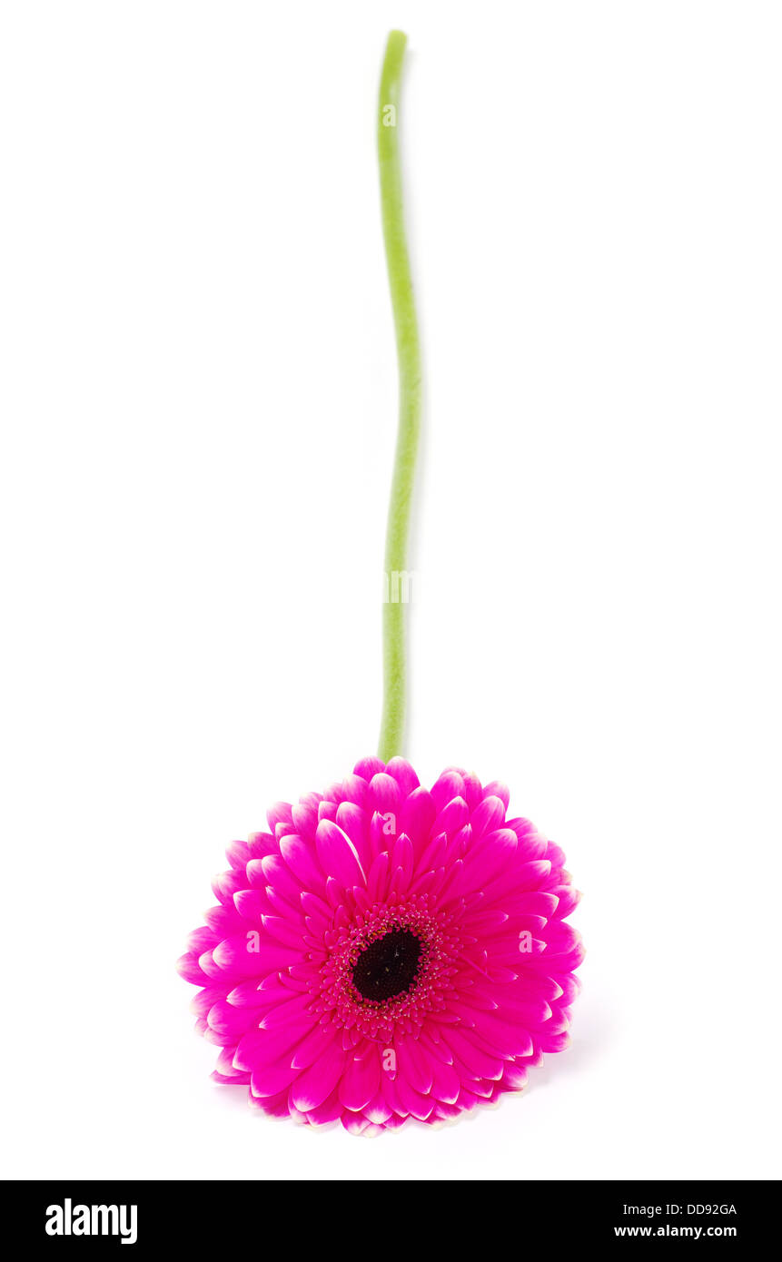 Closeup blooming gerbera Cut Out Stock Images & Pictures - Alamy