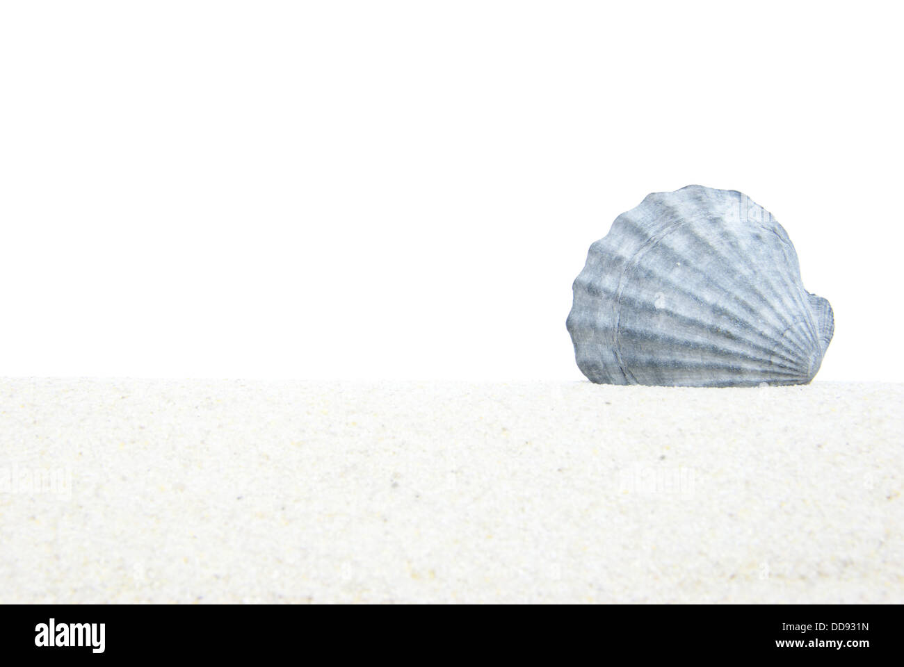 shell on sand Stock Photo - Alamy