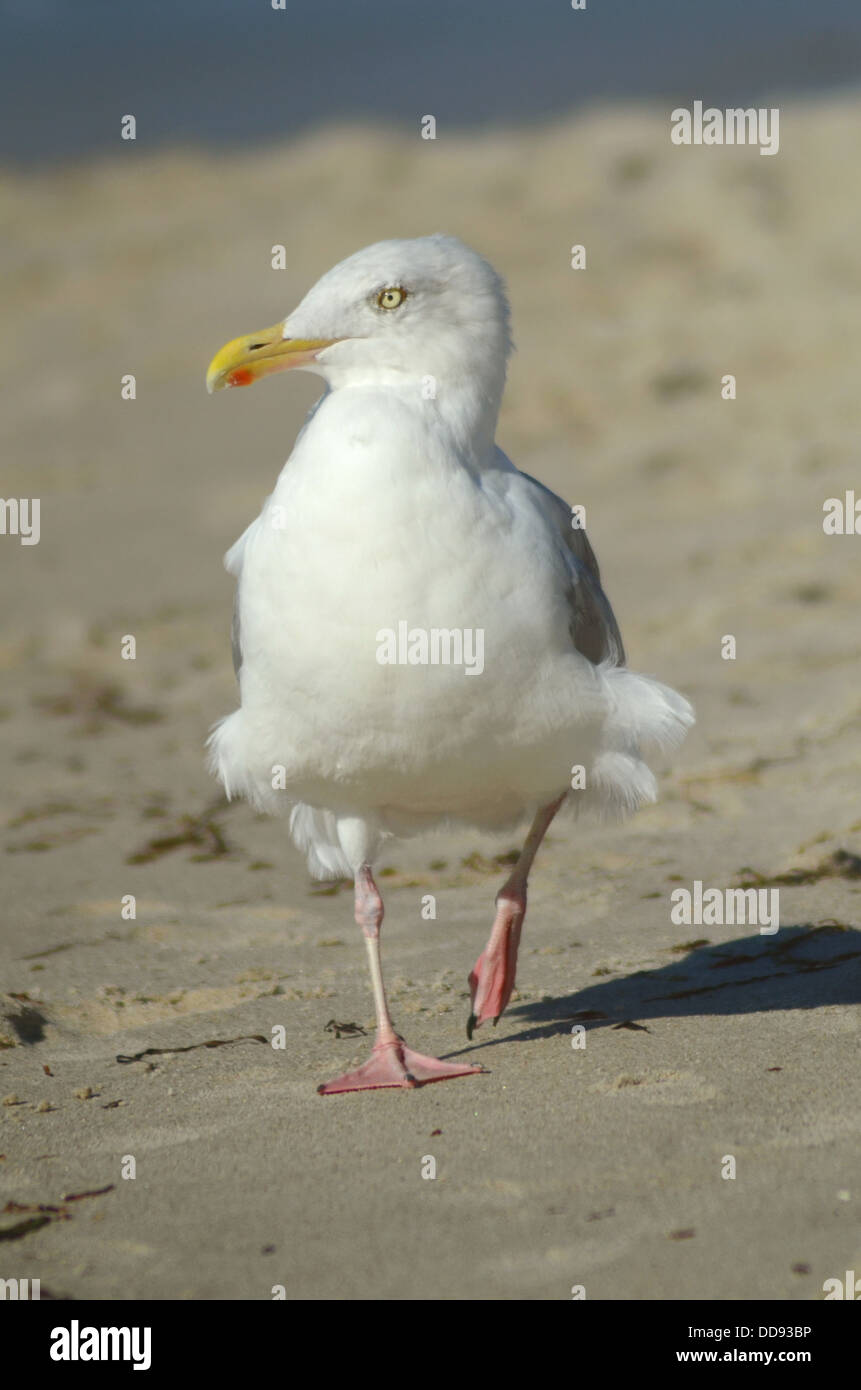 Seagull walking on the beach Stock Photo - Alamy
