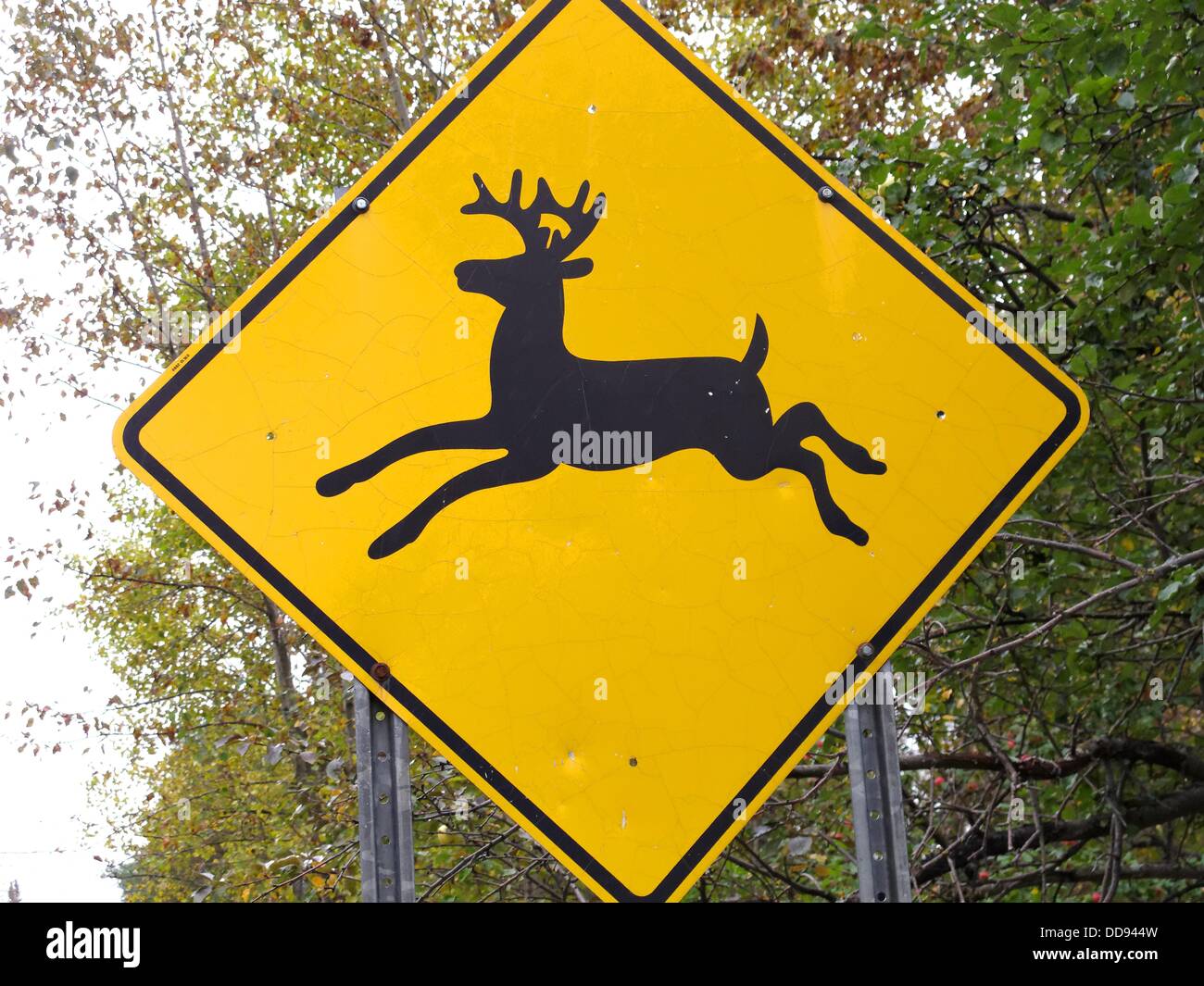 Roe Deer warning sign. Bas Saint-Laurent region. Québec province ...