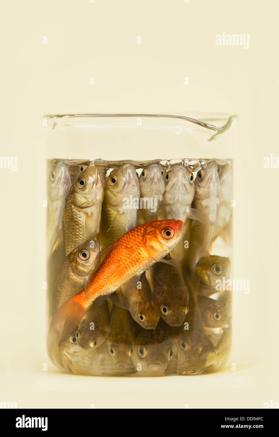 Goldfish in beaker with grey fish Stock Photo - Alamy
