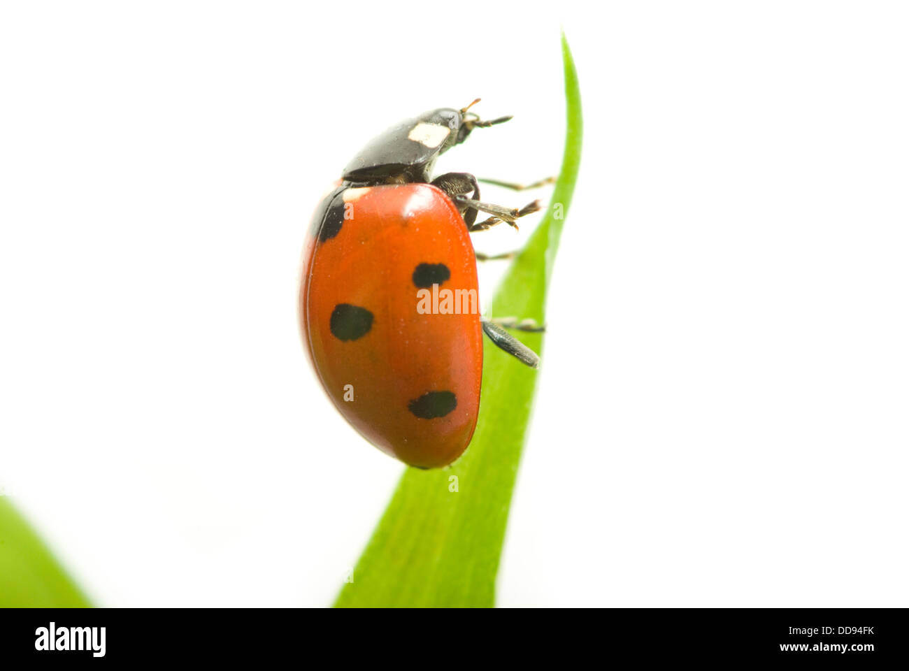 Ladybug antenna hi-res stock photography and images - Alamy