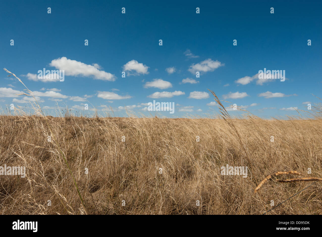Expansive crop field hi-res stock photography and images - Alamy