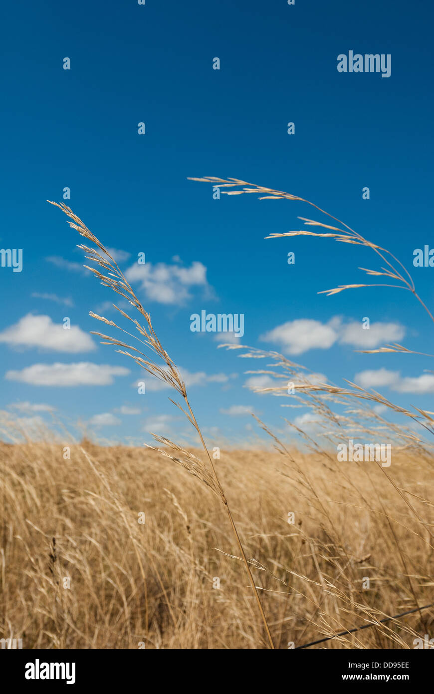 Empty paddock field hi-res stock photography and images - Alamy