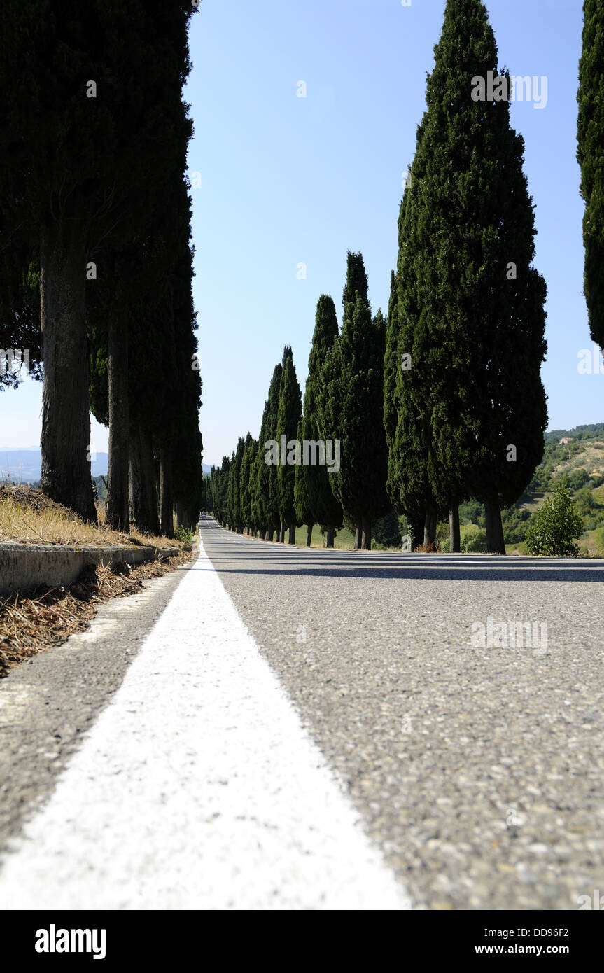 Road and cypress trees in Tuscany Italy Stock Photo - Alamy