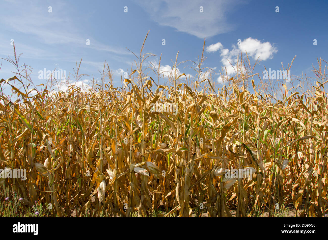 Wisconsin, Door County, Sturgeon Bay. Rural Wisconsin cornfield ready ...