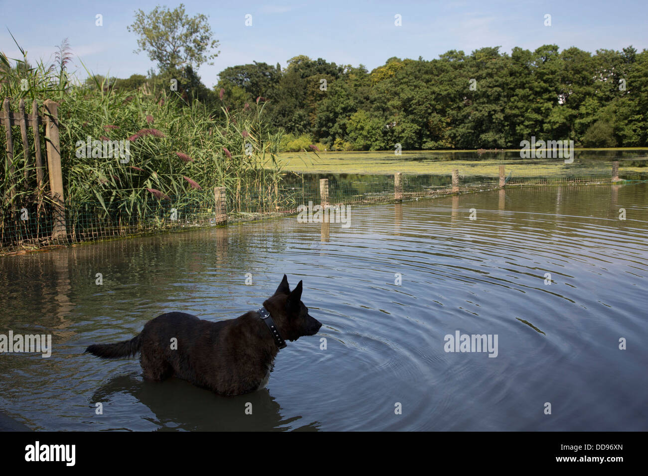 Dog pond where cannines go to swim and cool off on Hampstead Heath ...
