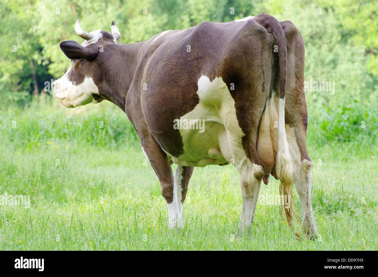 Black cow hi-res stock photography and images - Alamy