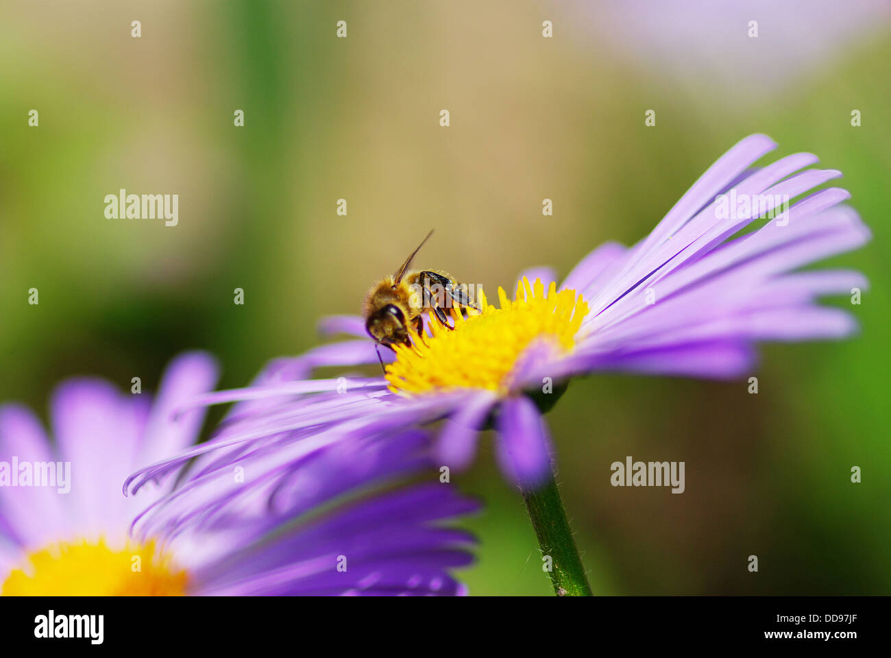 flower and bee Stock Photo - Alamy