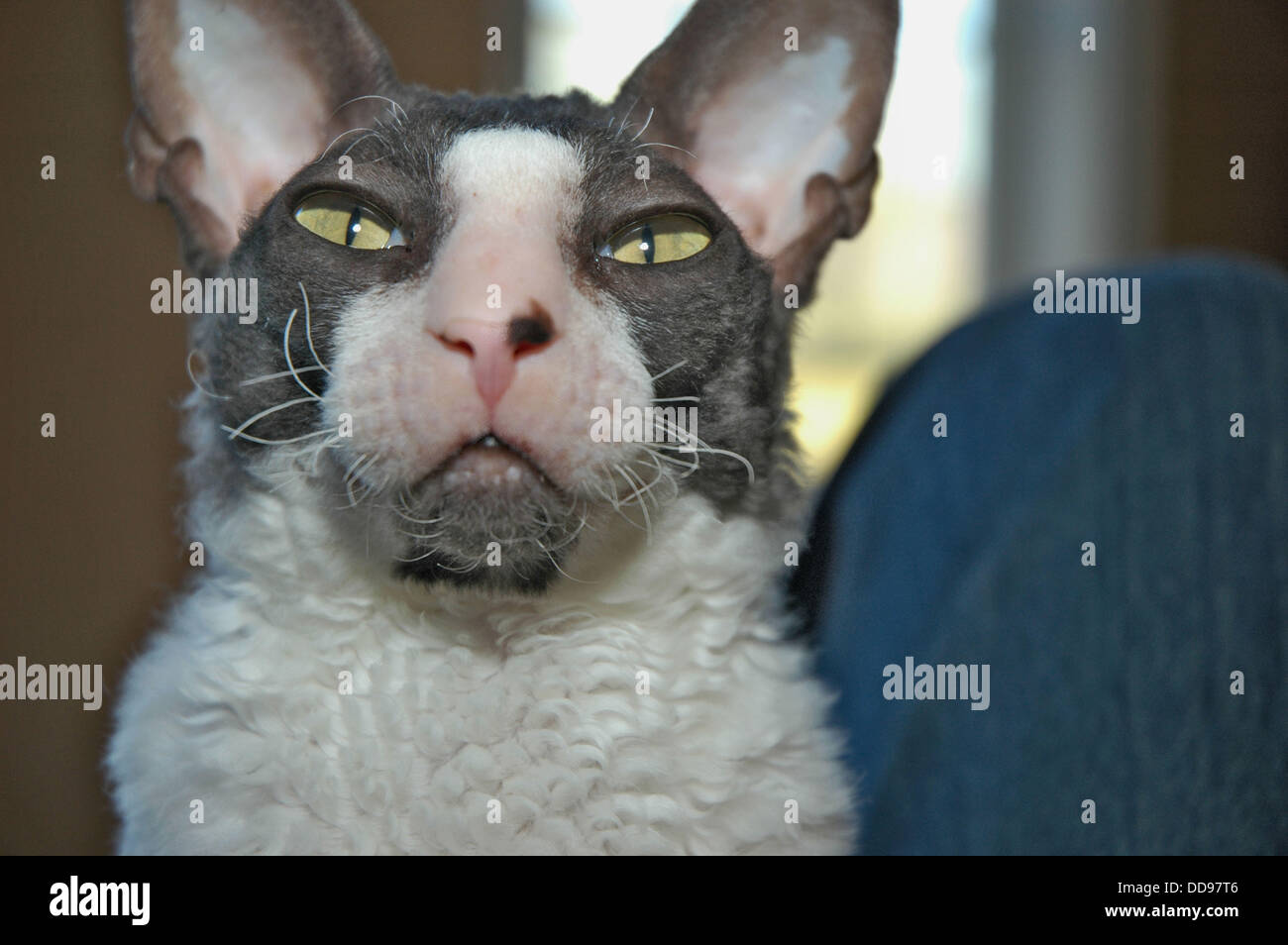 Calico Cornish Rex