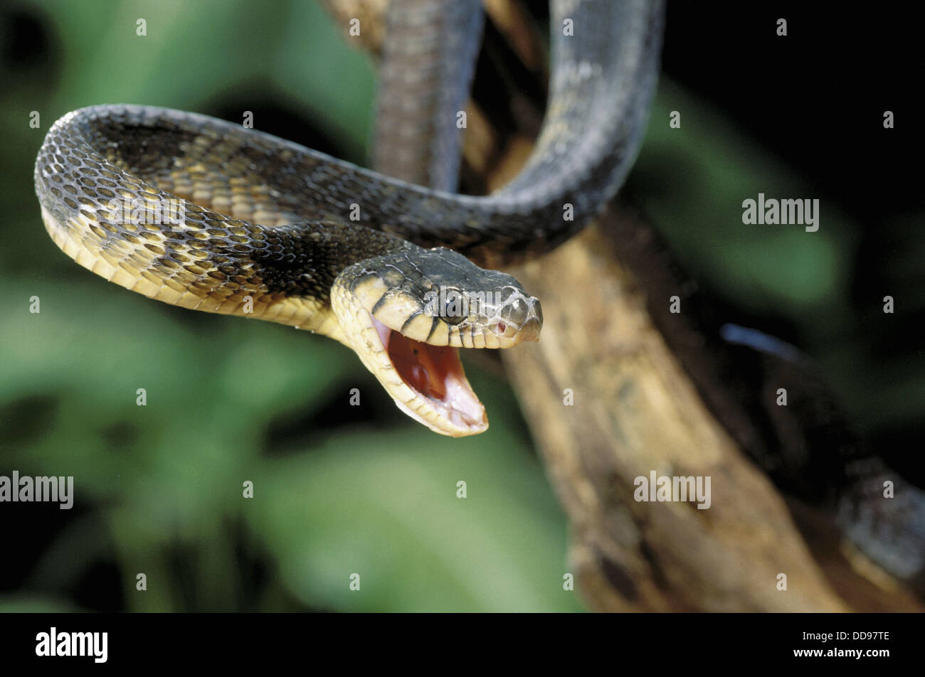Blanding tree snake hi-res stock photography and images - Alamy