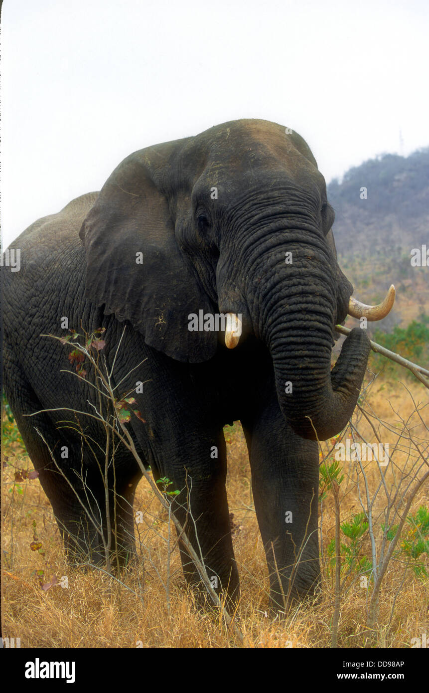 African elephant chewing the bark of a small tree, Sabi Sands game ...