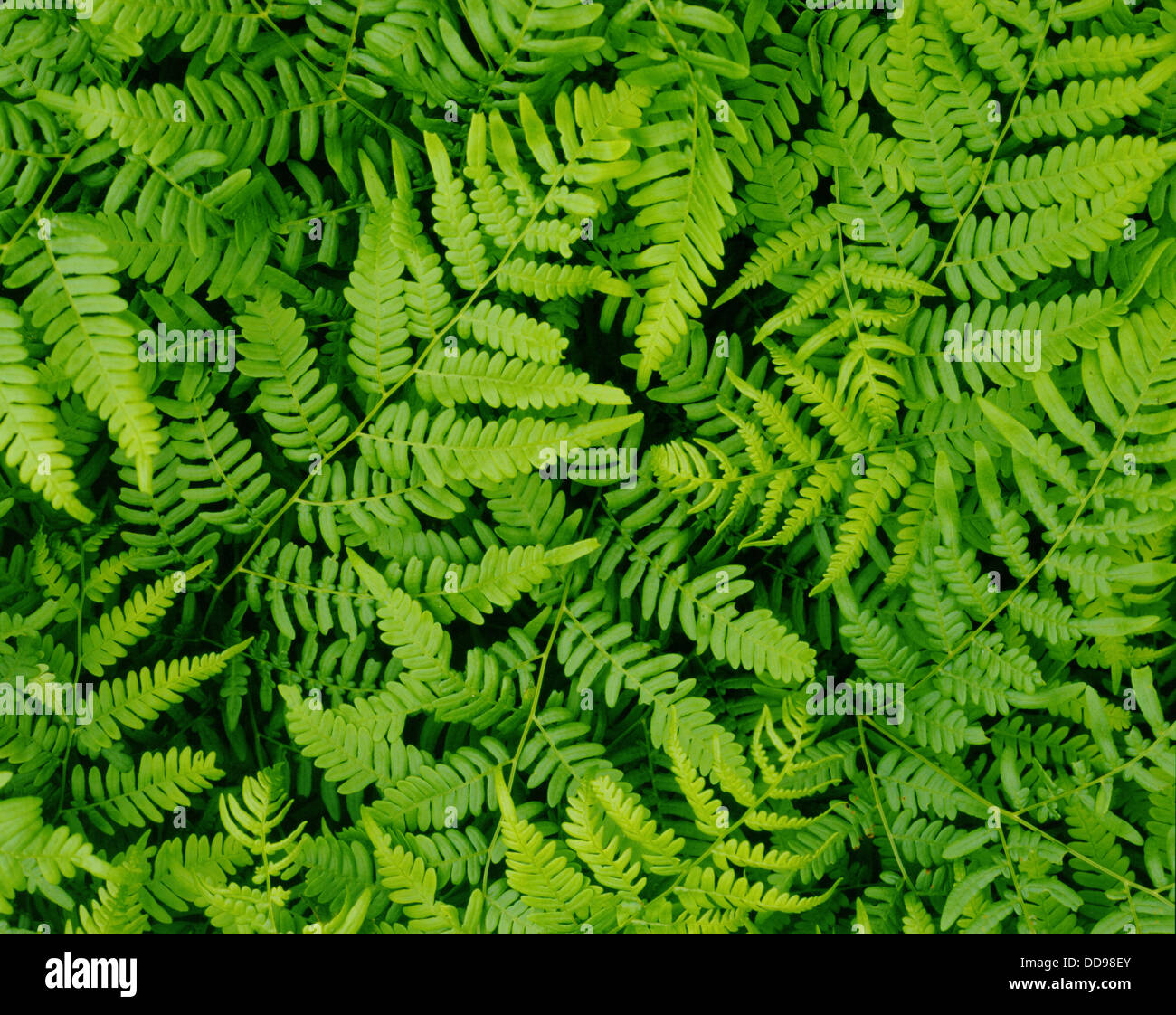 Young ferns in spring Stock Photo - Alamy