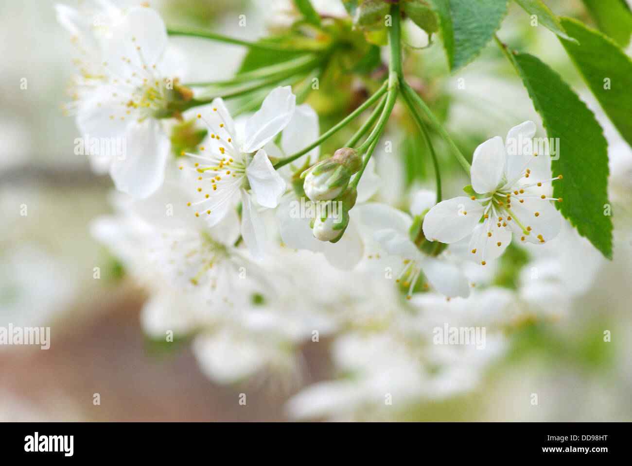 spring flower Stock Photo - Alamy