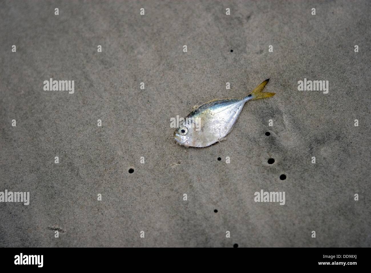 Dead small fish hi-res stock photography and images - Alamy