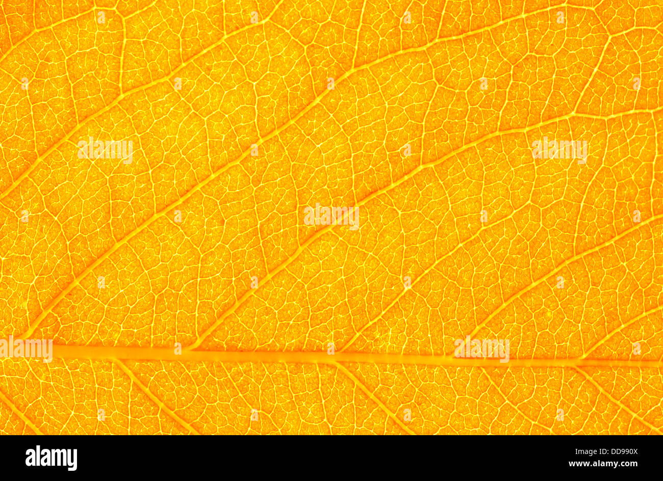 leaf background Stock Photo - Alamy