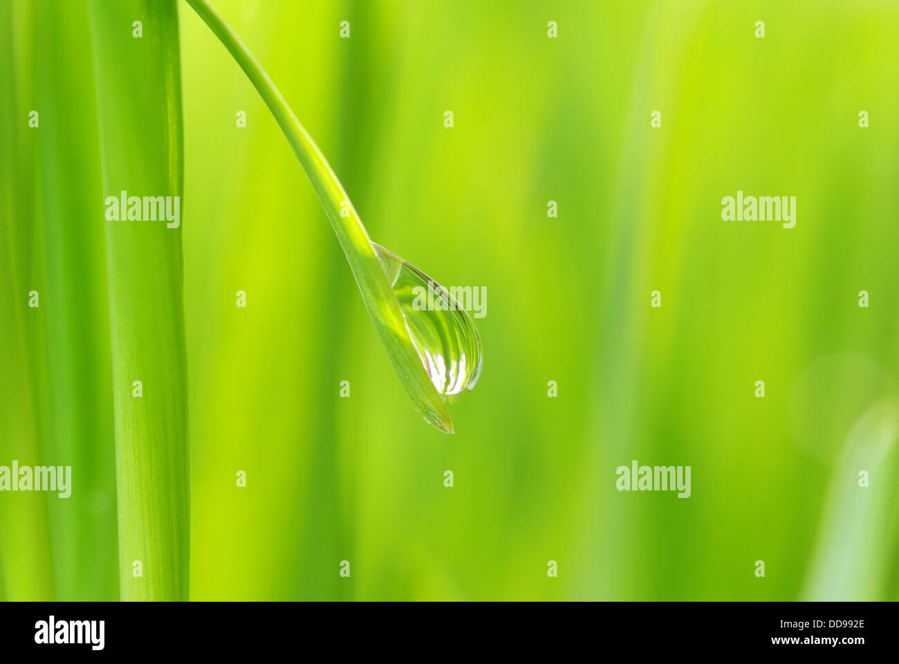 drop on grass Stock Photo - Alamy
