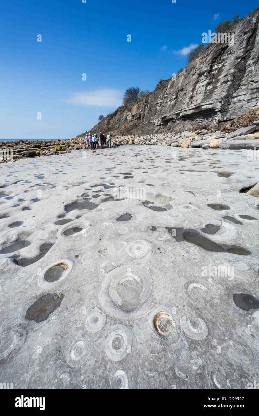 England, Dorset, Lyme Regis, Jurassic Coast, Rocks with Ammonite ...