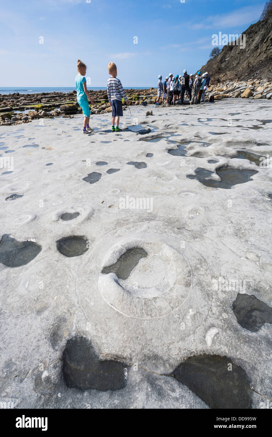 England, Dorset, Lyme Regis, Jurassic Coast, Rocks with Ammonite ...
