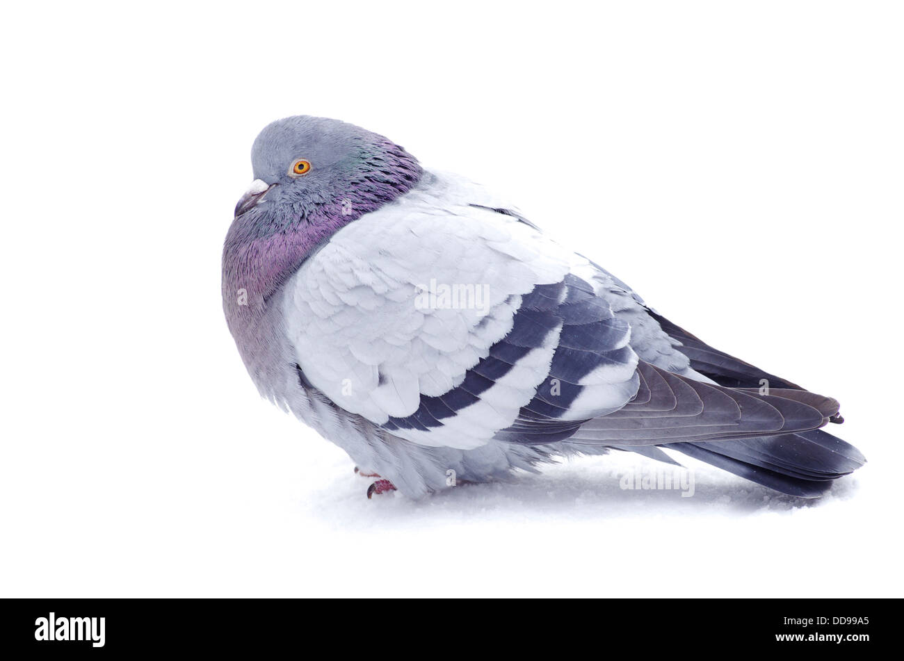 White pigeon side view Cut Out Stock Images & Pictures - Alamy