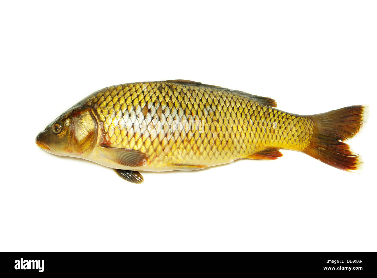 Fish delicatessen Cut Out Stock Images & Pictures - Alamy