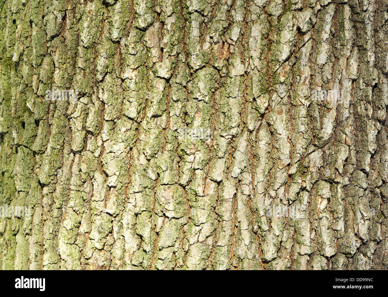 Coarse foliage hi-res stock photography and images - Alamy