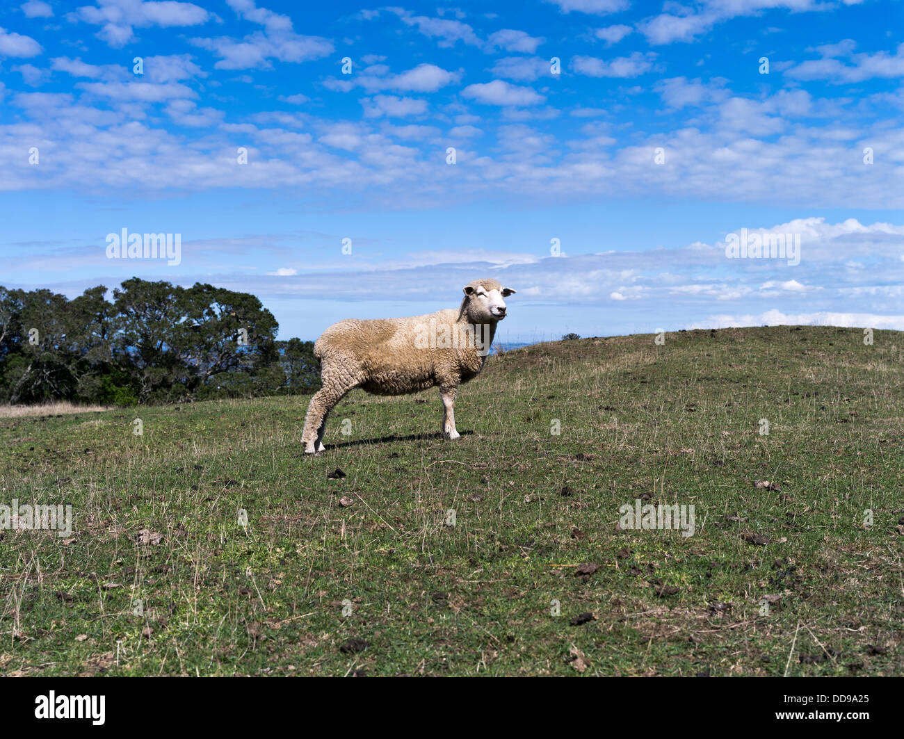 Sheep new zealand hi-res stock photography and images - Alamy
