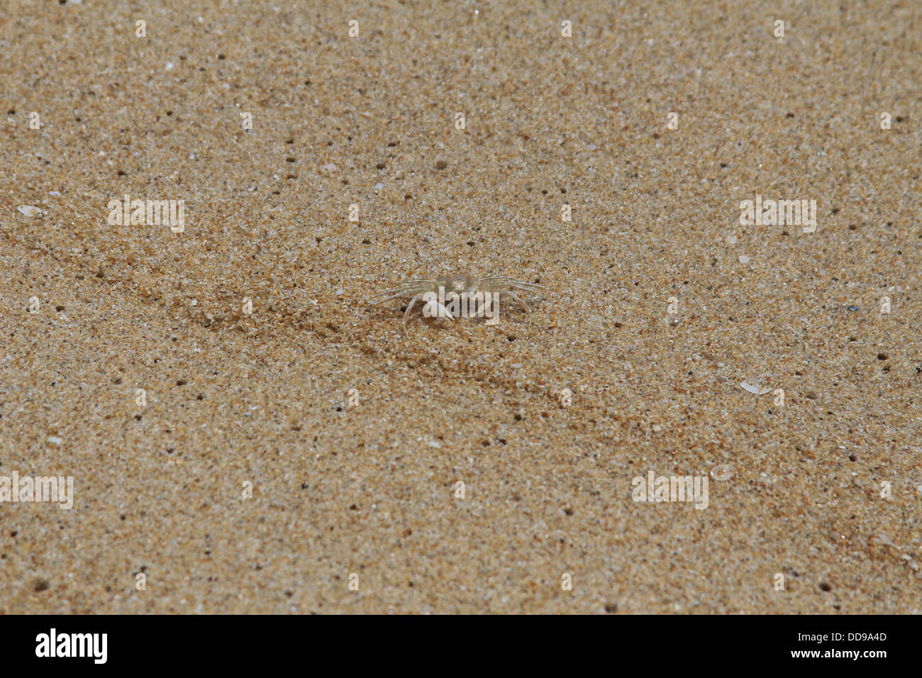 A small spider crab on the beach Stock Photo - Alamy