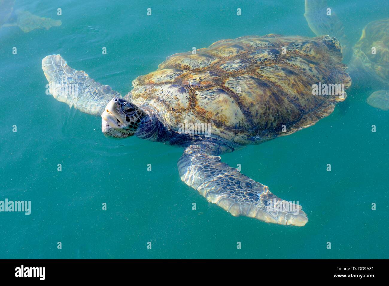 Turtle farm hi-res stock photography and images - Alamy