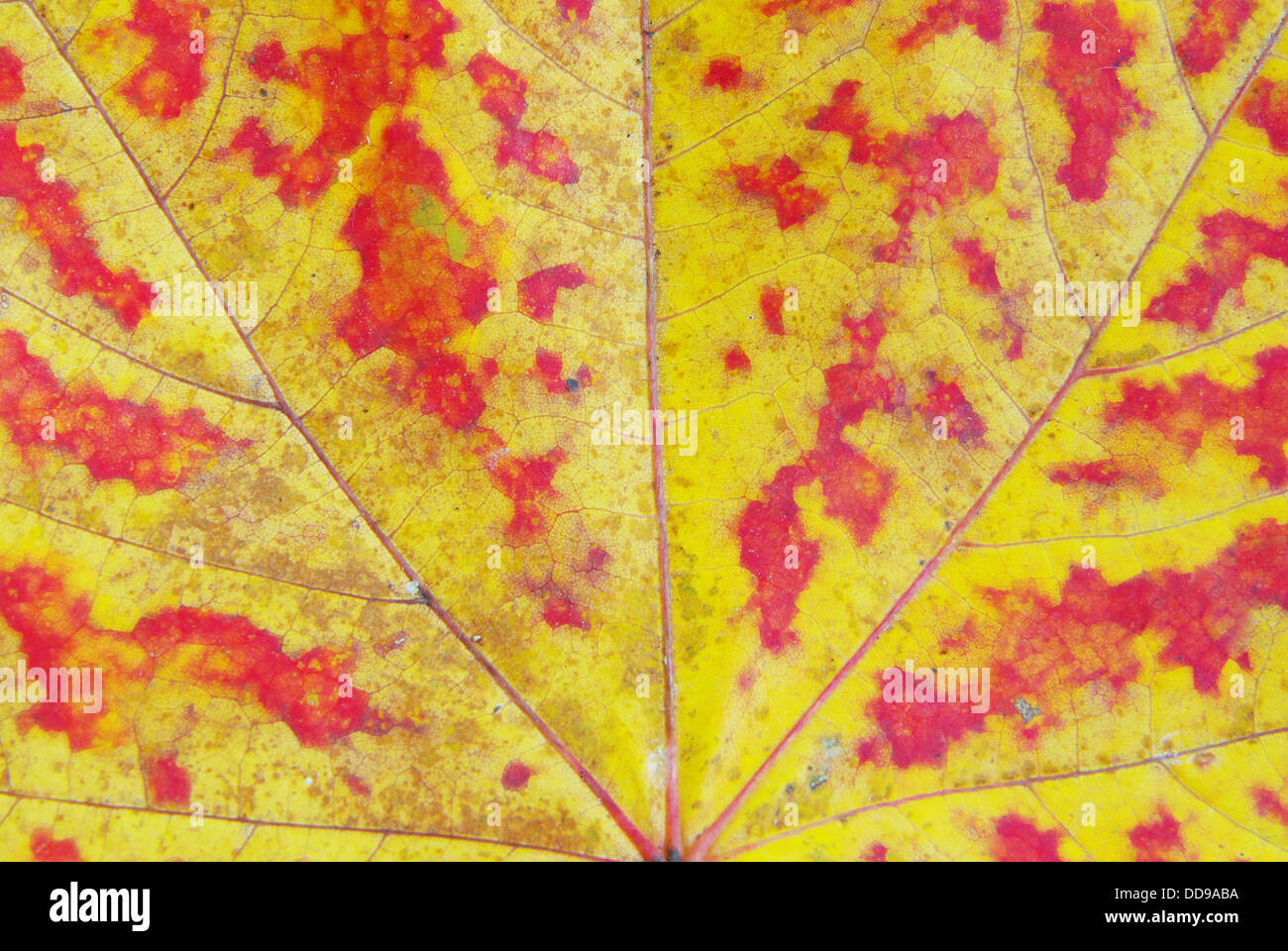 maple leaf background Stock Photo - Alamy