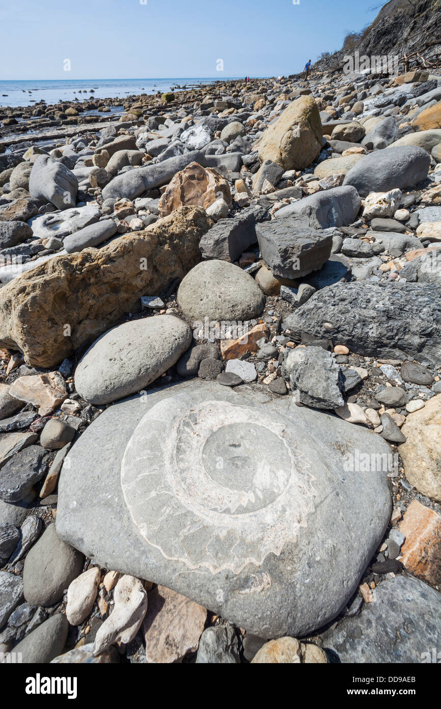 Jurassic coast dorset fossils hi-res stock photography and images - Alamy